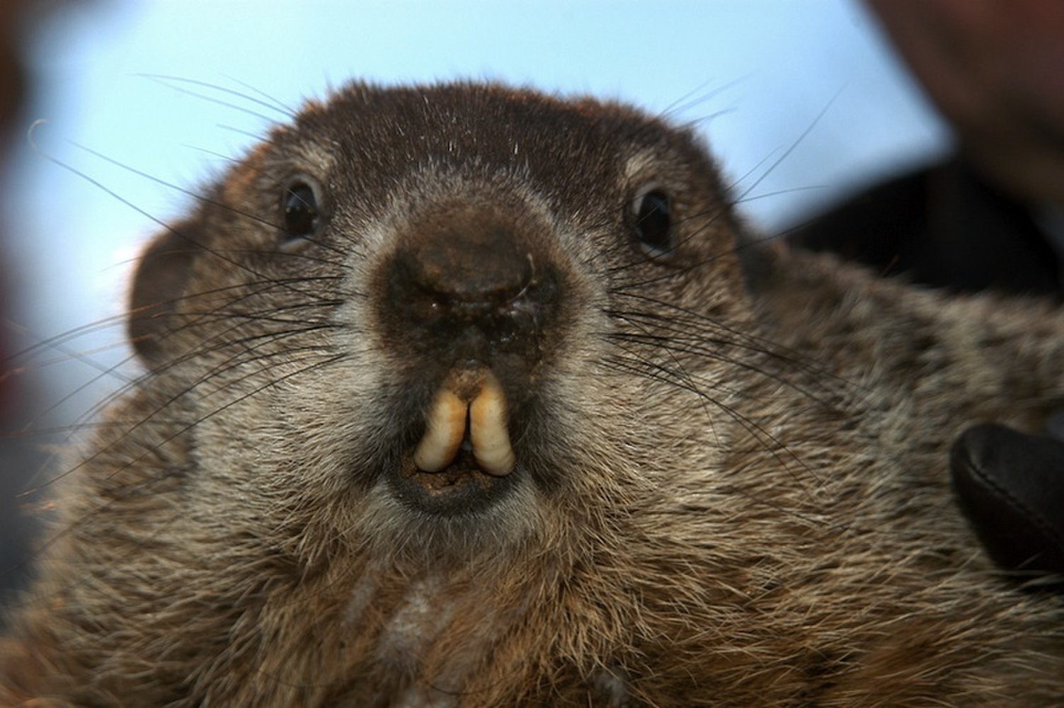 15 German Words For Animals That Are Absolutely Hilarious When 15-german-words-for-animals-that-are-absolutely-hilarious-when