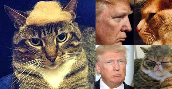This Is What Happens When You Trump Your Cat - Face Off | Memes