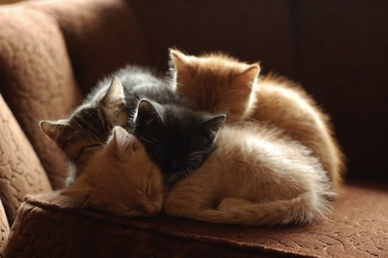 Just Cute Animals Stacked on Top of Each Other - Goats on a Camel | Memes