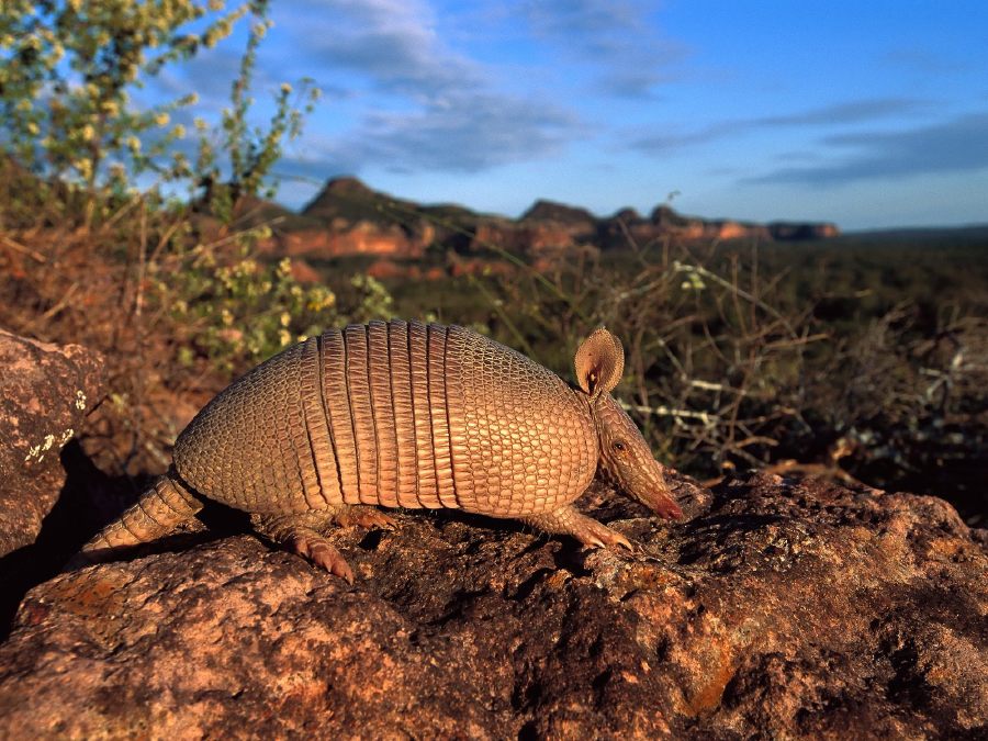 Memes About Armadillos