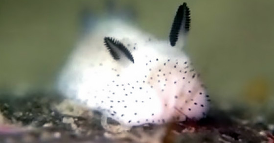 Fuzzy Bunny Slugs Are Adorably Creepy - Slugging Along | Memes