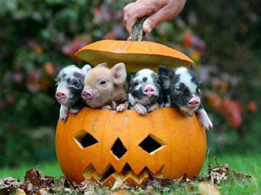 Cute Animals With Pumpkins to Get You Psyched for Autumn - Baby Tiger ...