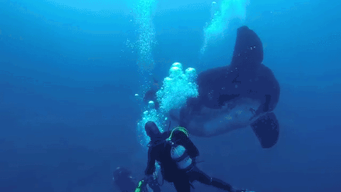Deep Ocean Memes