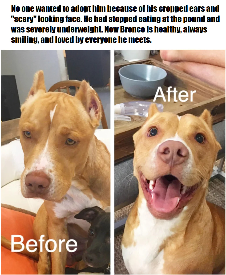 Memes On Adoption