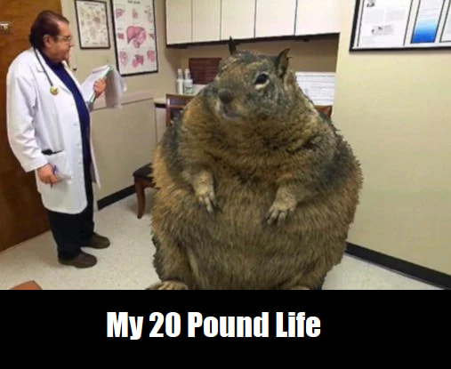 Gross Fat Memes