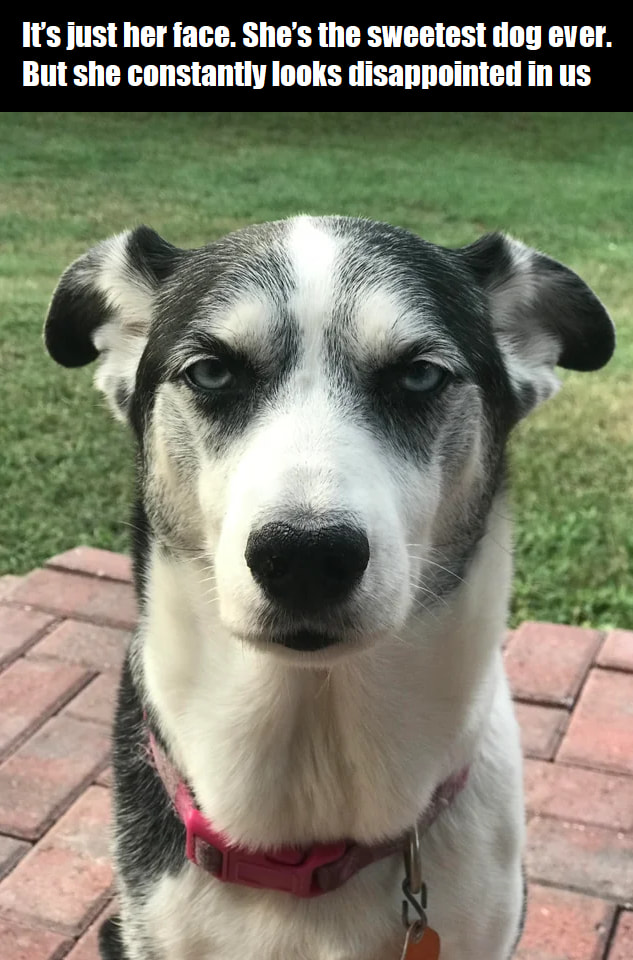 Disappointed Puppy Meme