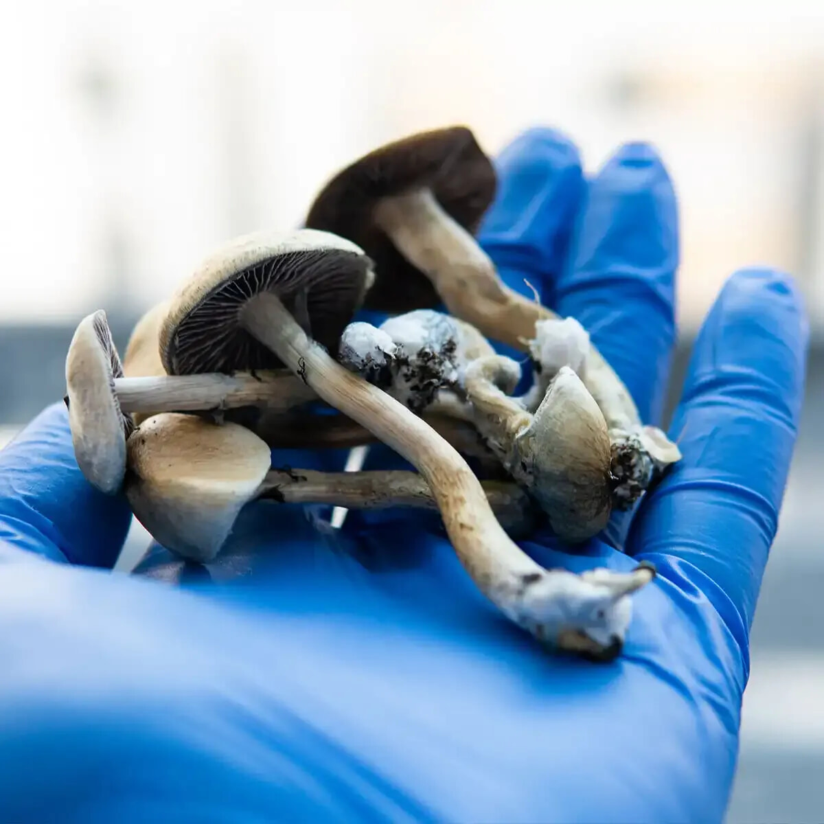 Magic Mushrooms May Be the Key to Extending Human Life - The Search for ...